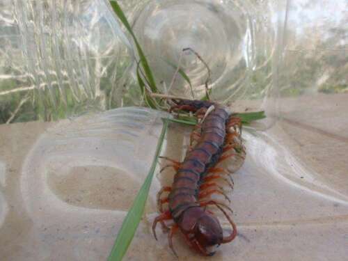 Island residents raise alarm as centipedes thrive in weather conditions ...
