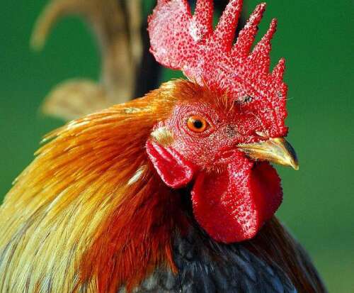 Hundreds of feral chickens culled - The Royal Gazette | Bermuda News ...