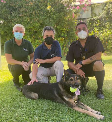 Saying goodbye to Kewin, the Bermuda Customs dog - The Royal Gazette ...