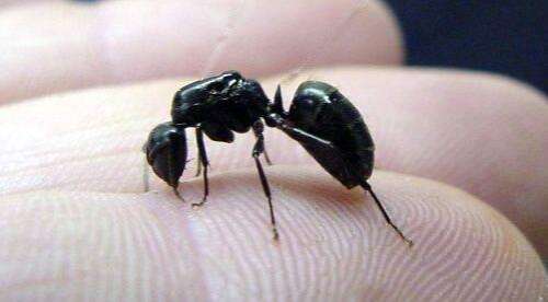 Expert views on the summer invasion of ants - The Royal Gazette ...