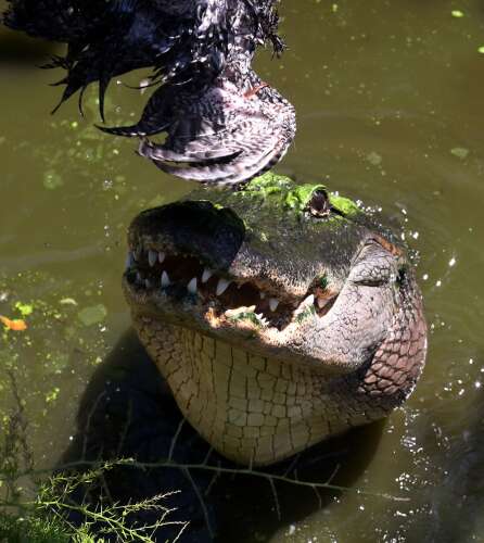 Feeding time for Oscar the Florida alligator - The Royal Gazette ...
