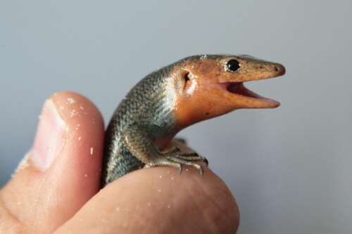 ‘Magnificent’ birth of rare skinks in UK zoo - The Royal Gazette ...