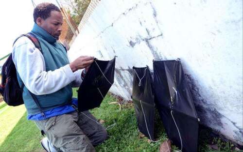 The story behind the super Bermuda kites - The Royal Gazette | Bermuda ...